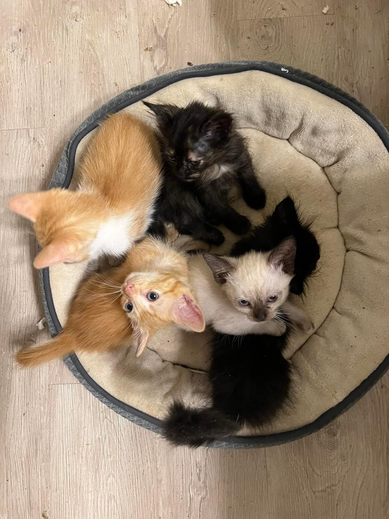 Adoptable Kittens