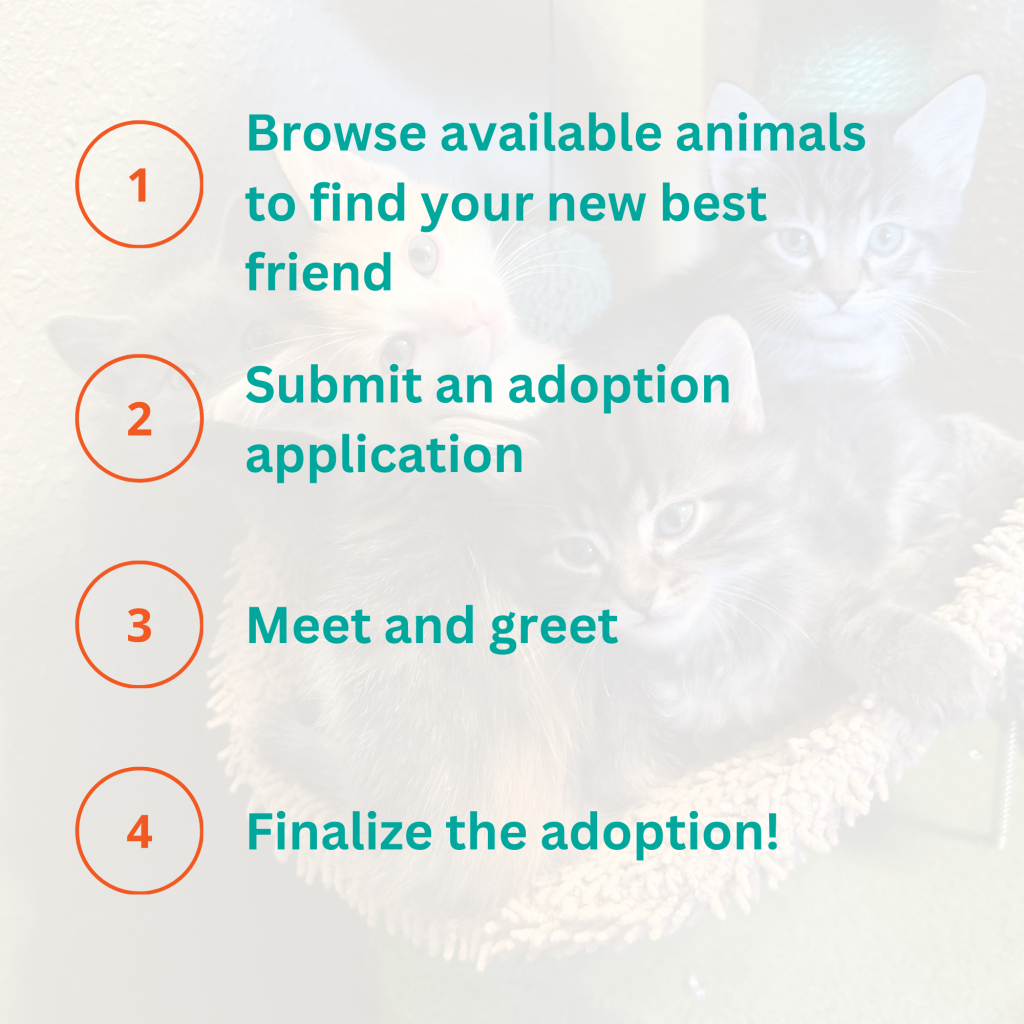 Team Kitten - Nonprofit foster-based rescue in Topeka, Kansas