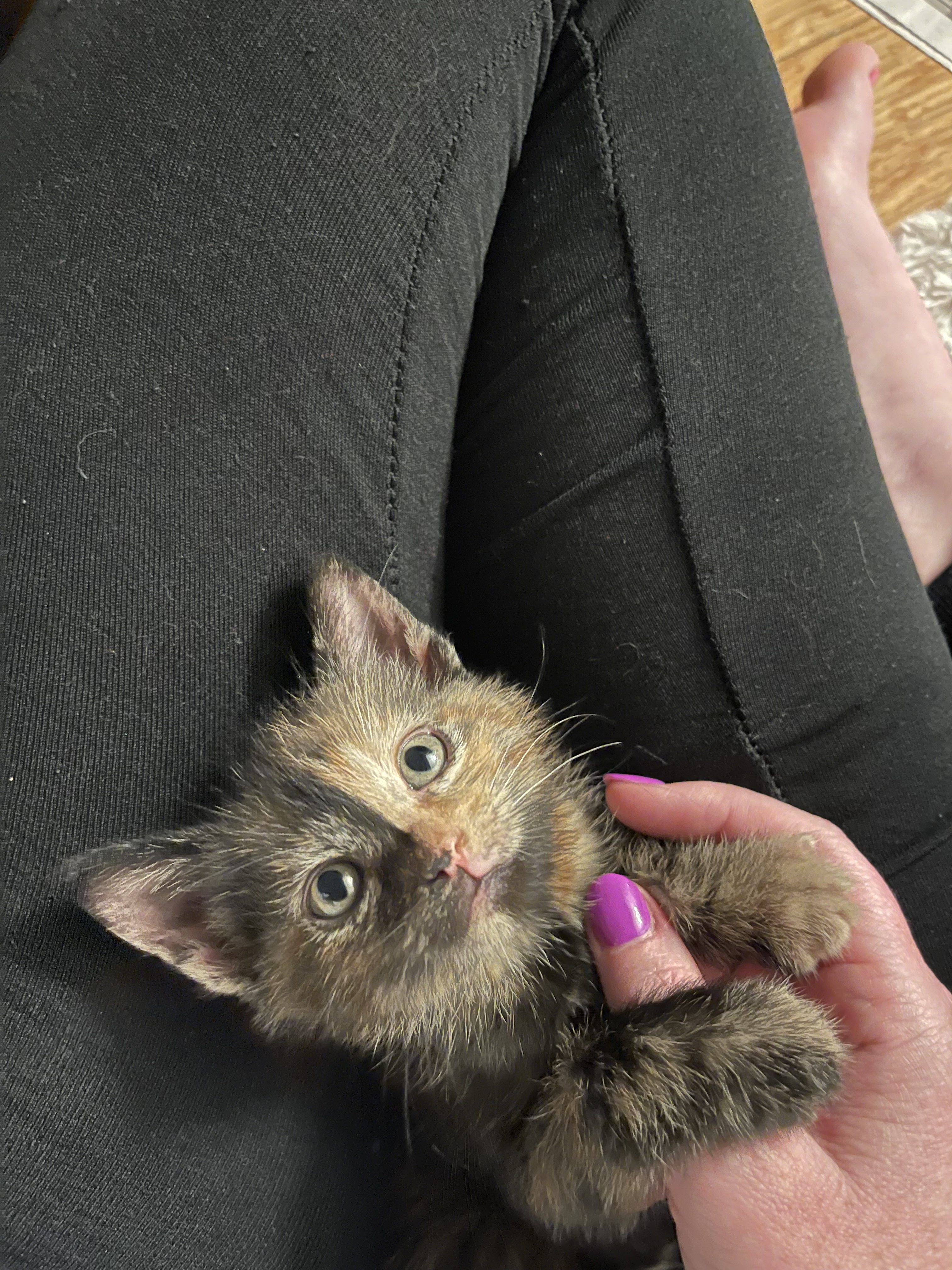 Team Kitten - Nonprofit foster-based rescue in Topeka, Kansas