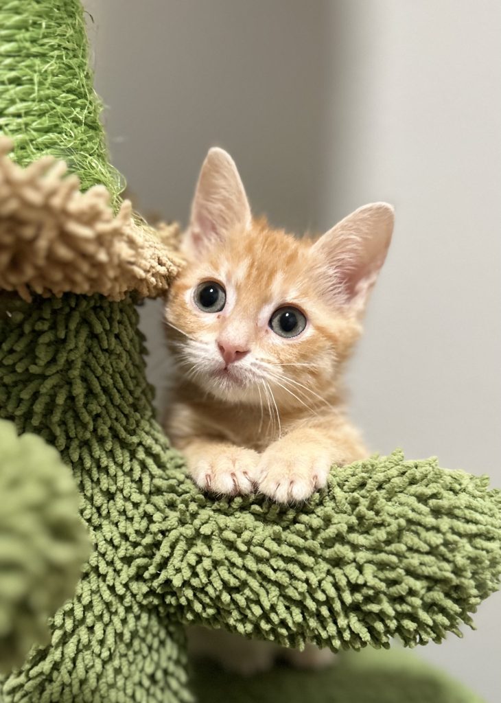 Team Kitten - Nonprofit foster-based rescue and adoptions in Topeka, Kansas