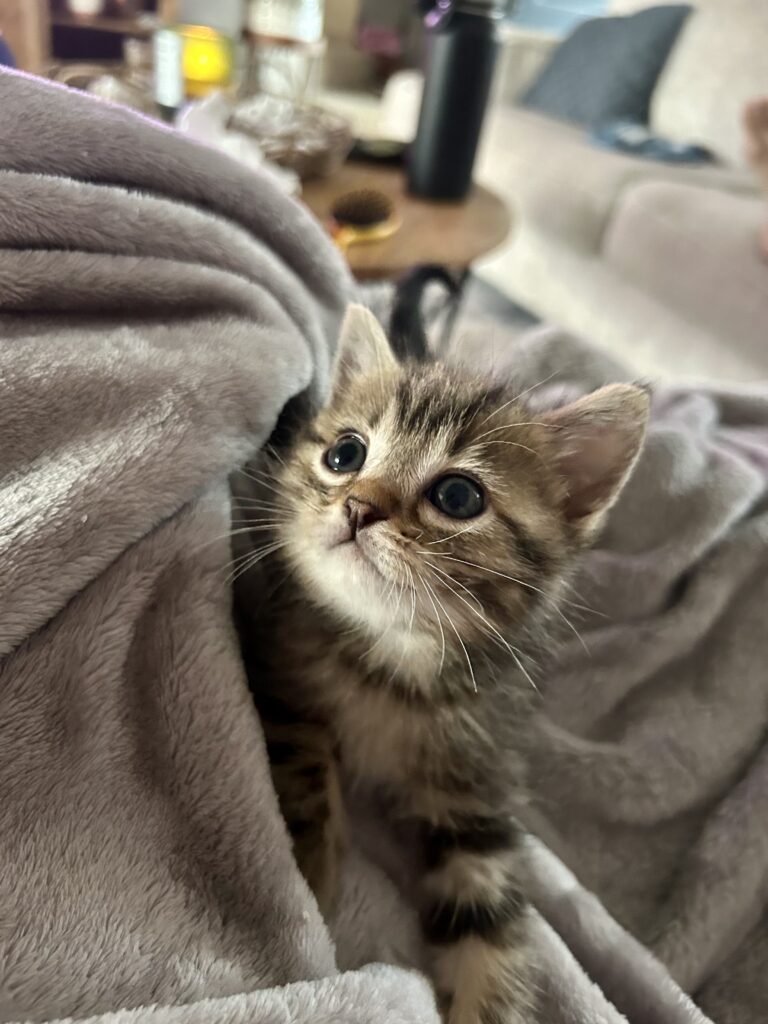 Team Kitten - Nonprofit foster-based rescue and adoptions in Topeka, Kansas