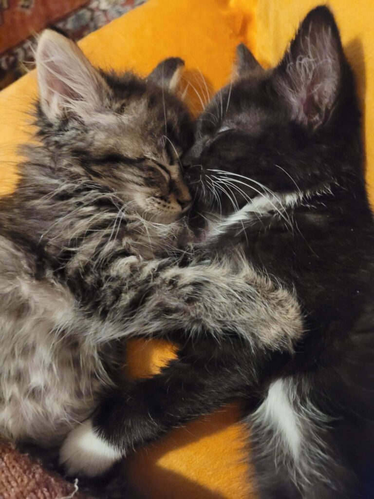 Team Kitten - Nonprofit foster-based rescue and adoptions in Topeka, Kansas