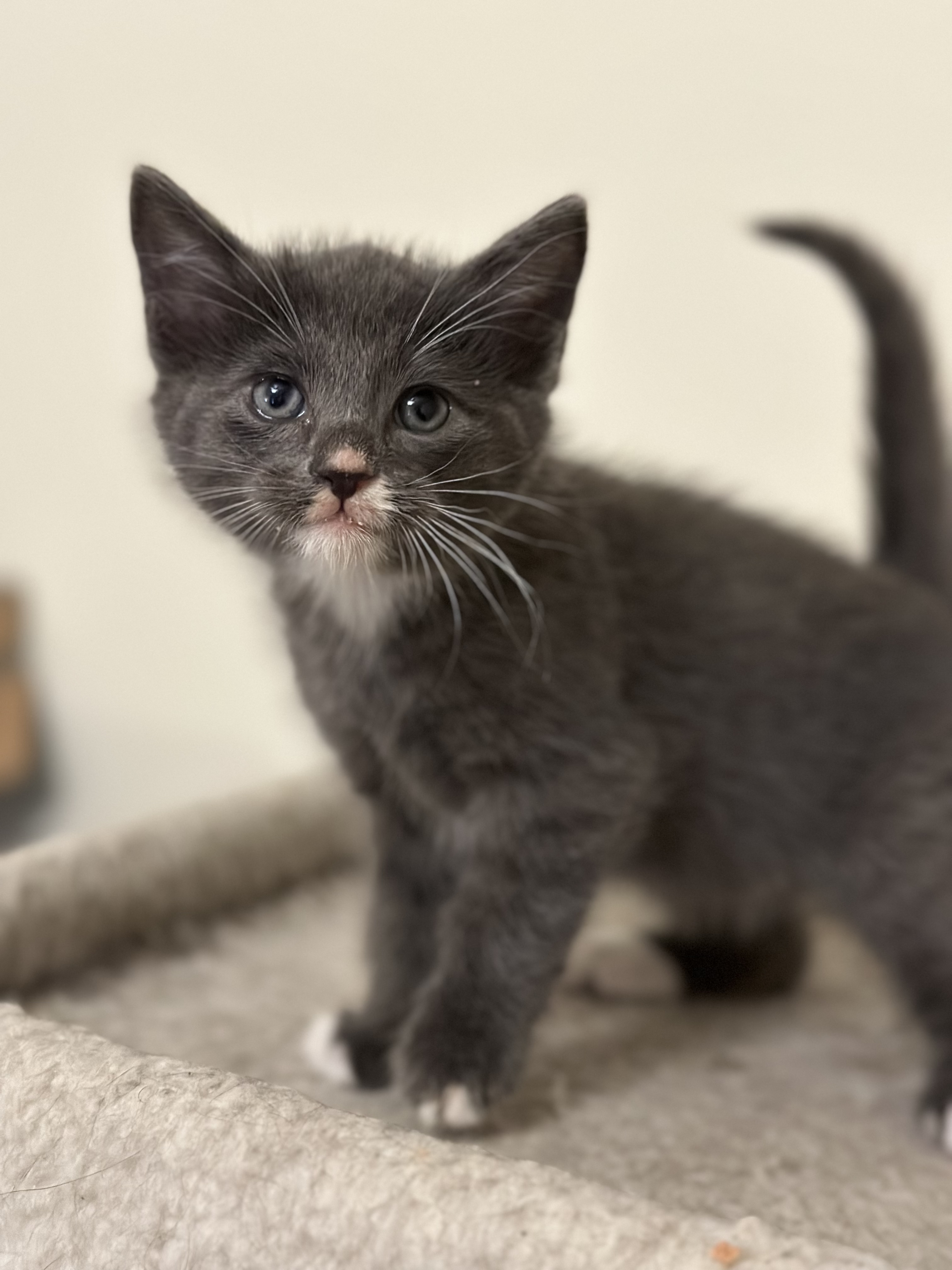 Last Litter Program: currently closed