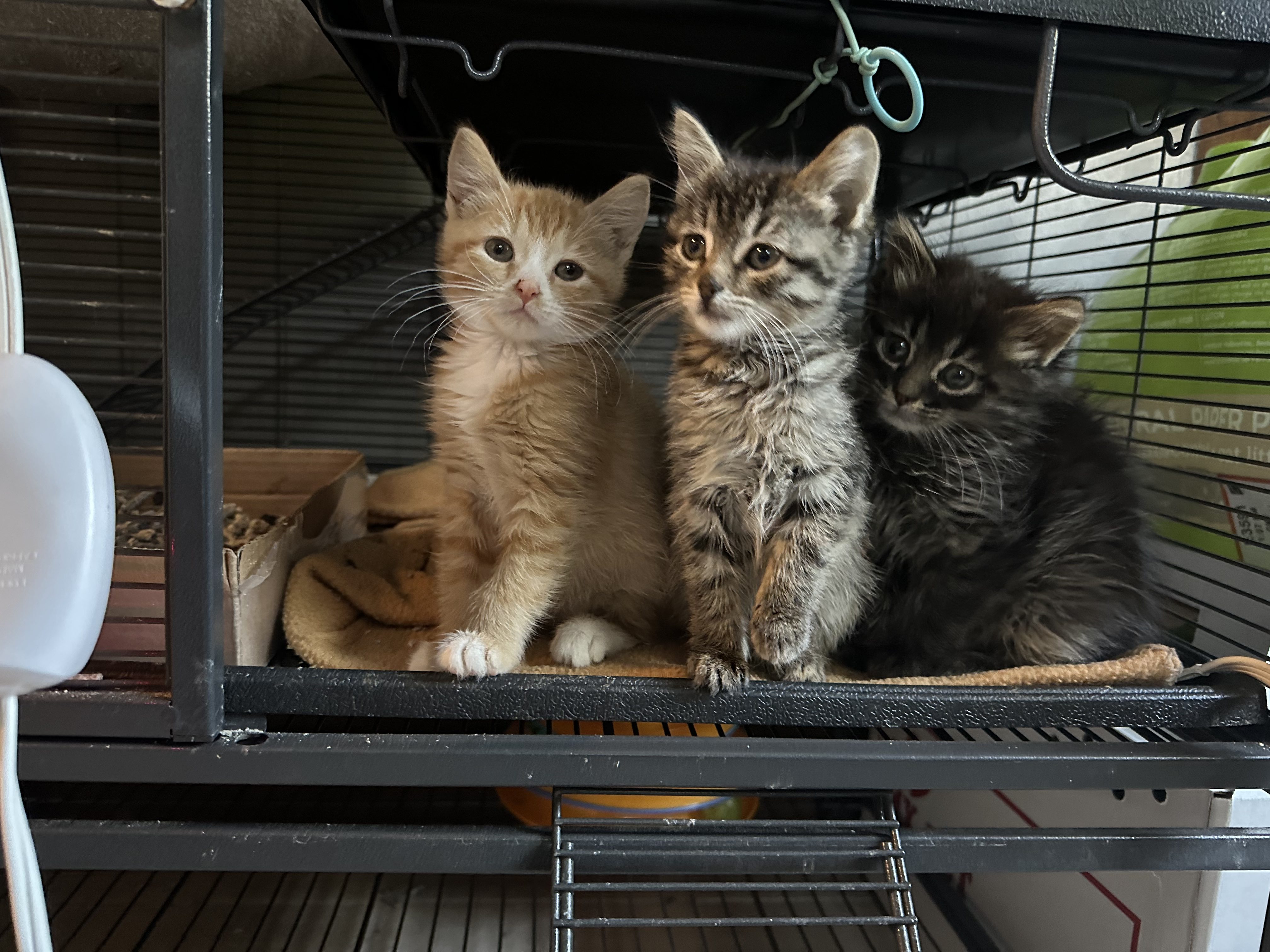 Adoptable Kittens
