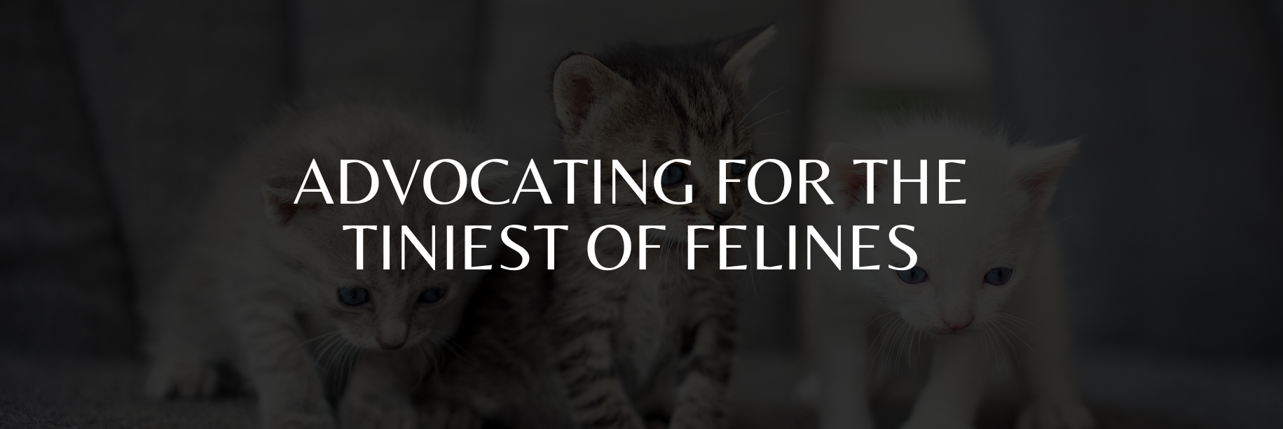 Team Kitten - Nonprofit foster-based rescue and adoptions in Topeka, Kansas