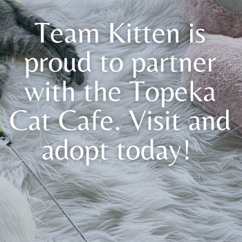 Team Kitten - Nonprofit foster-based rescue and adoptions in Topeka, Kansas