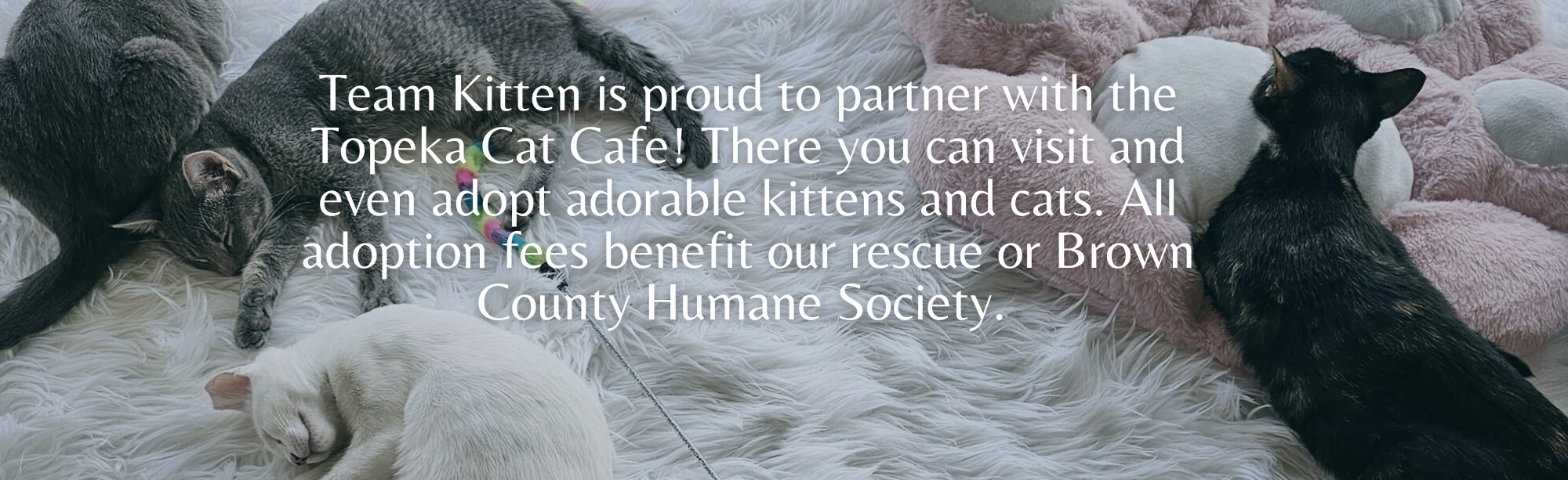 Team Kitten - Nonprofit foster-based rescue and adoptions in Topeka, Kansas