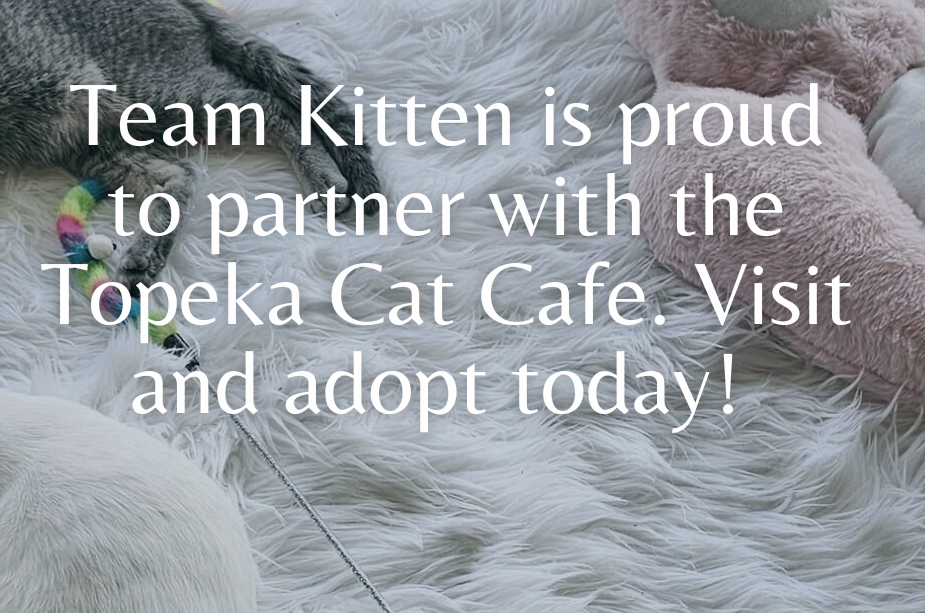 Team Kitten - Nonprofit foster-based rescue and adoptions in Topeka, Kansas